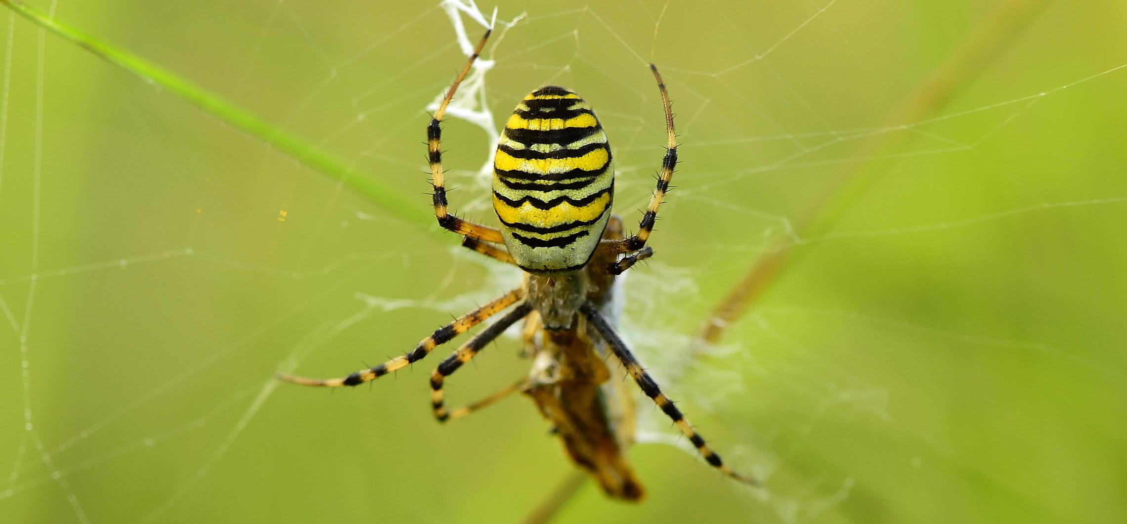 SYSTEMATIK der Spinnentiere - Naturschutz Ruhr