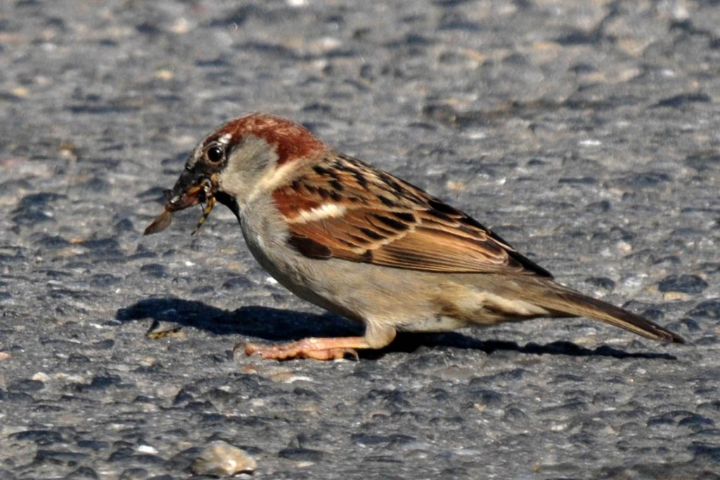 Familie der SPERLINGE - [ NATURSCHUTZruhr ]