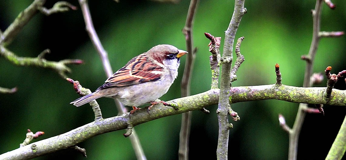 Familie der SPERLINGE - Naturschutz Ruhr