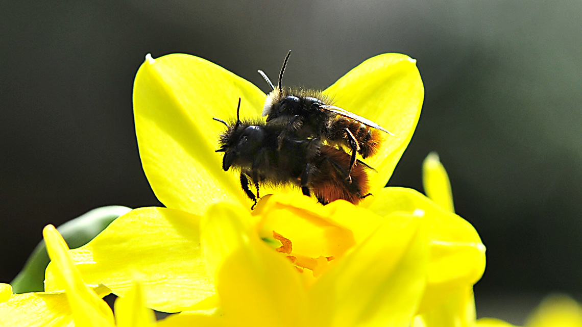 DIE GEHÖRNTE MAUERBIENE - [ NATURSCHUTZruhr ]