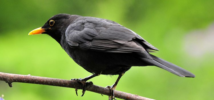 DIE AMSEL | Naturschutz Ruhr