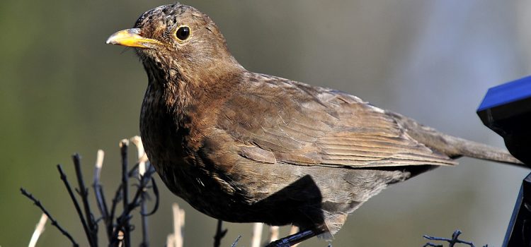 Familie der DROSSELN - Naturschutz Ruhr