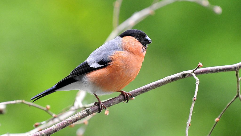 FAMILIE DER FINKEN - [ NATURSCHUTZruhr ]