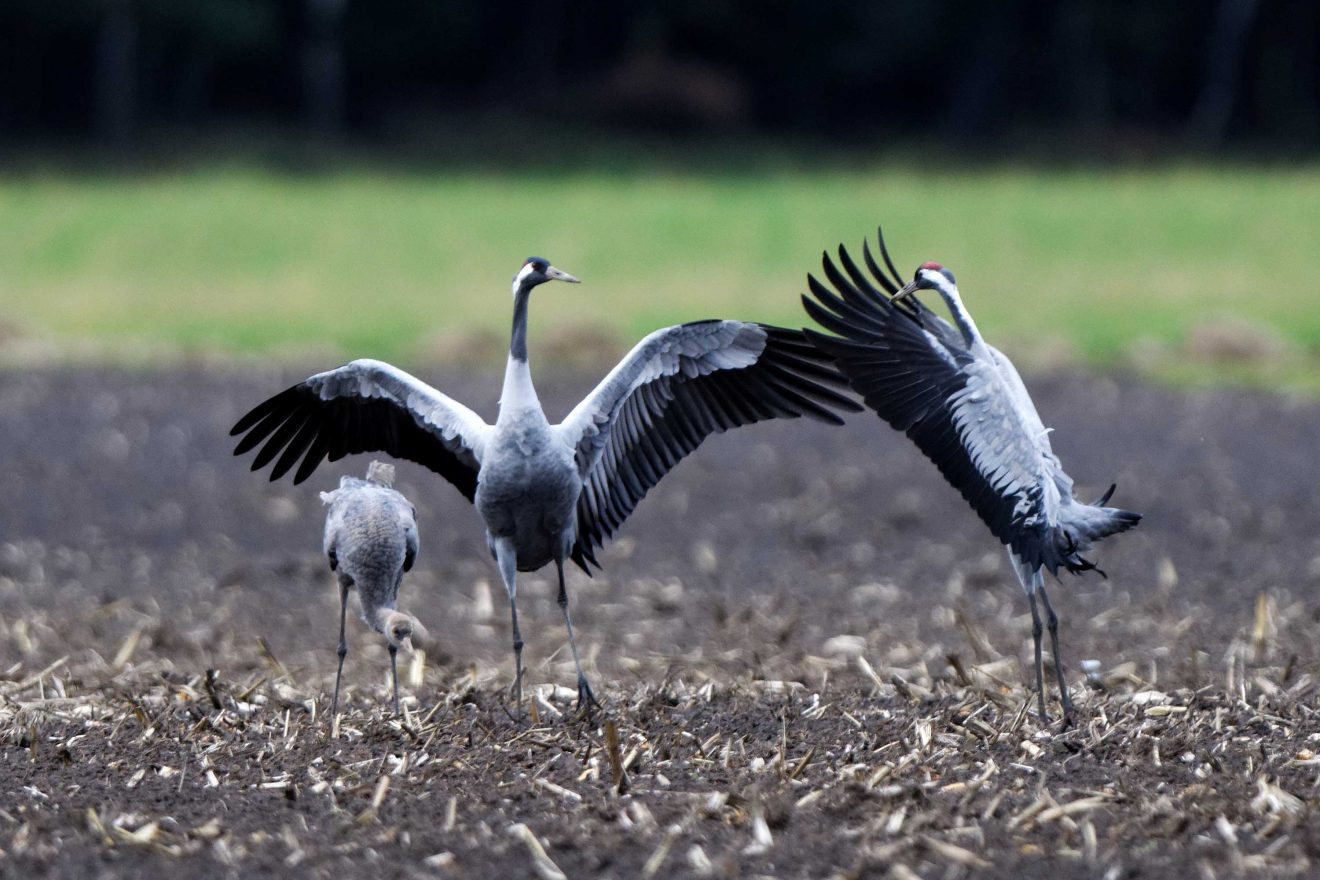 DER EURASISCHE KRANICH - [ NATURSCHUTZruhr ]