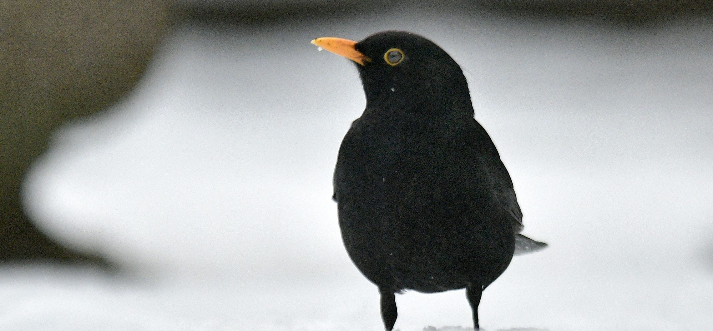 DIE AMSEL - Naturschutz Ruhr