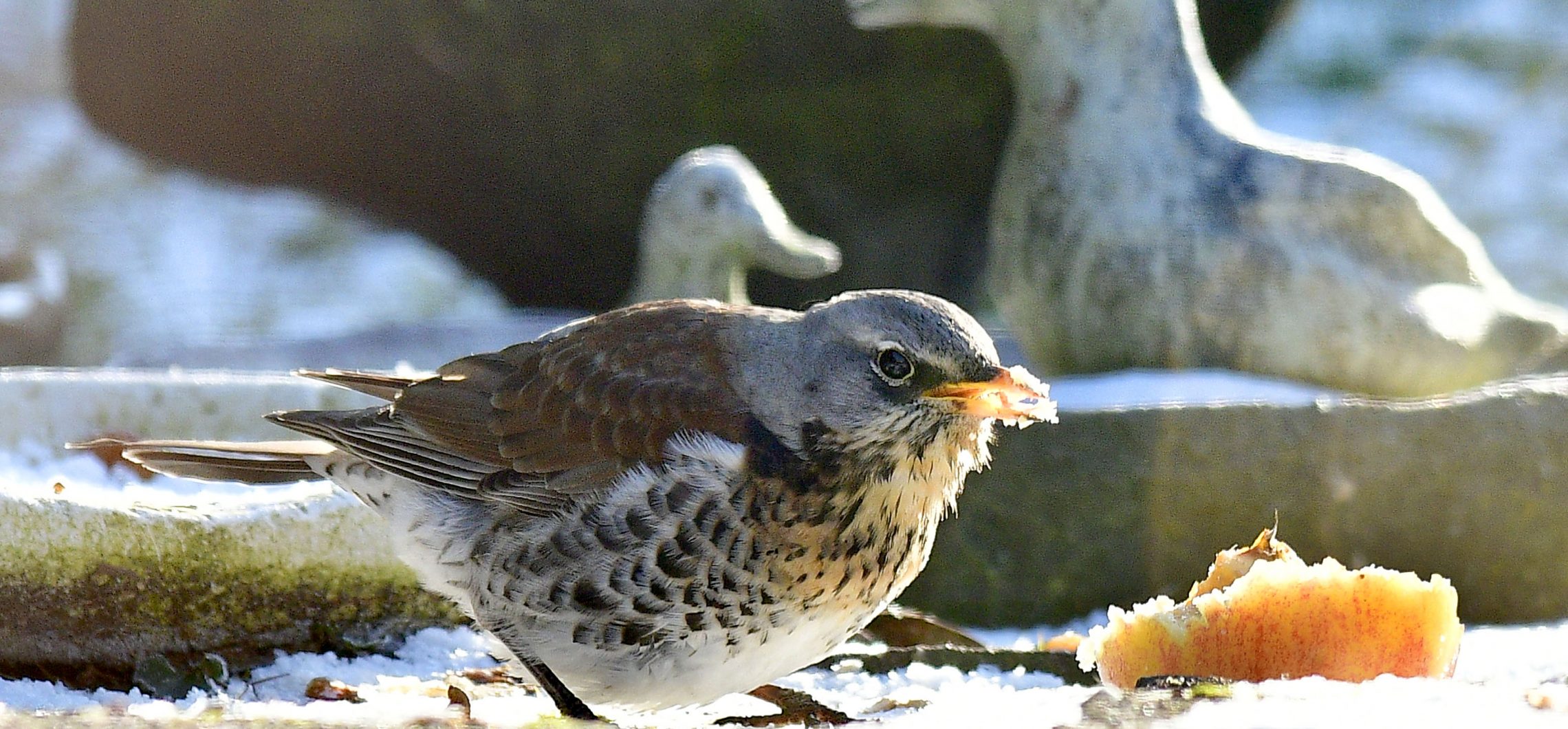 Familie der DROSSELN - Naturschutz Ruhr