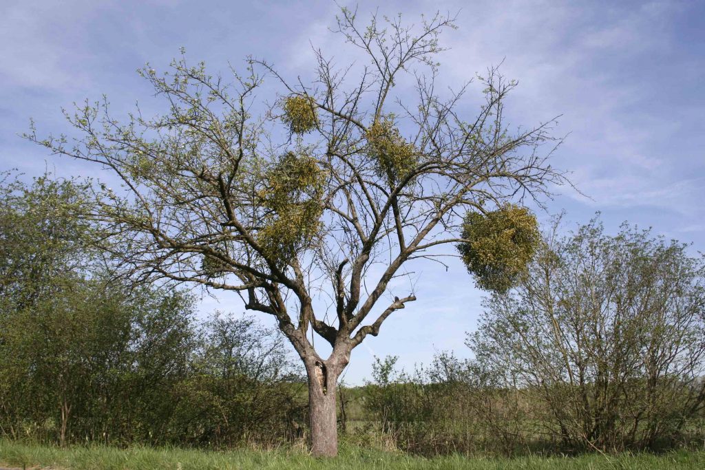 NABU: Die zwei Seiten der Mistel - [ NATURSCHUTZruhr ]