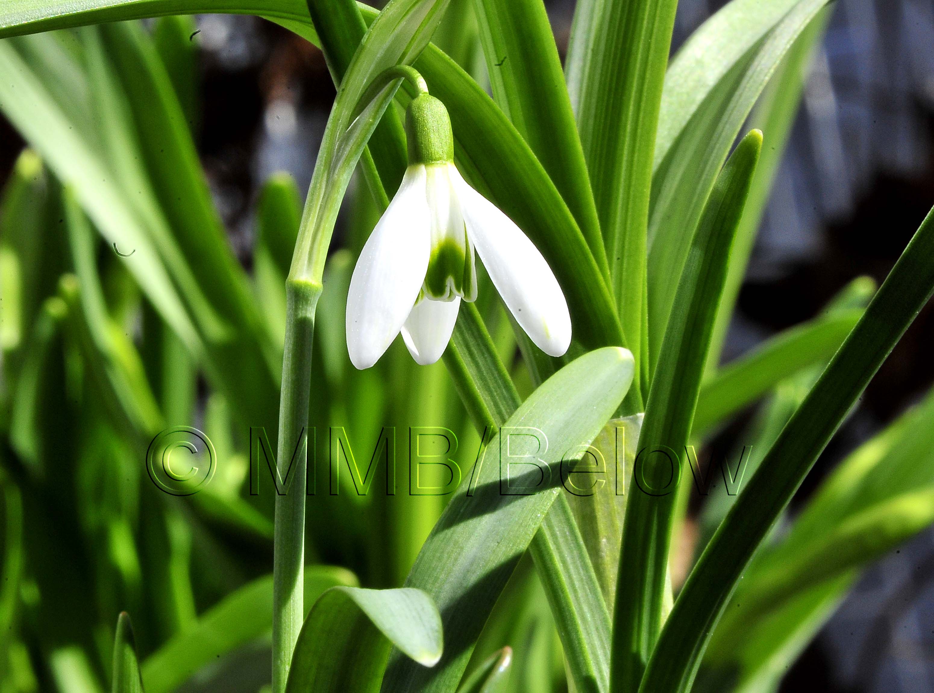 DAS KLEINE SCHNEEGLÖCKCHEN - [ NATURSCHUTZruhr ]
