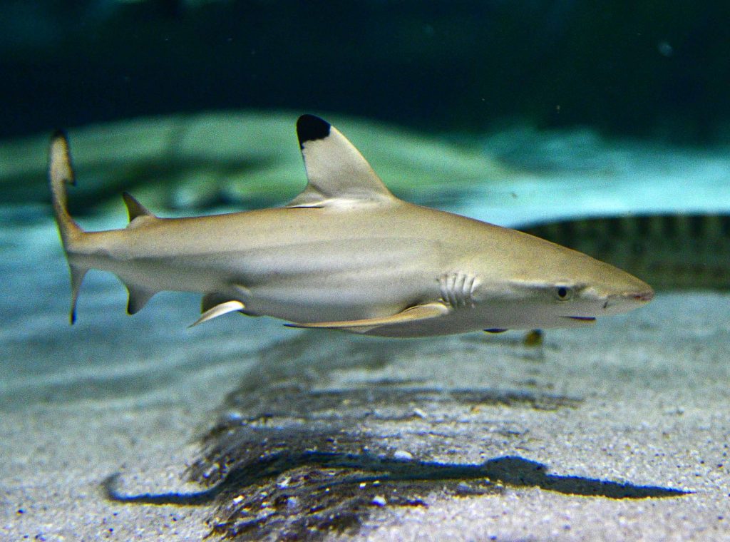 DREI JUNGE SCHWARZSPITZEN-RIFFHAIE ZIEHEN UM NACH WIEN (Sea Life ...