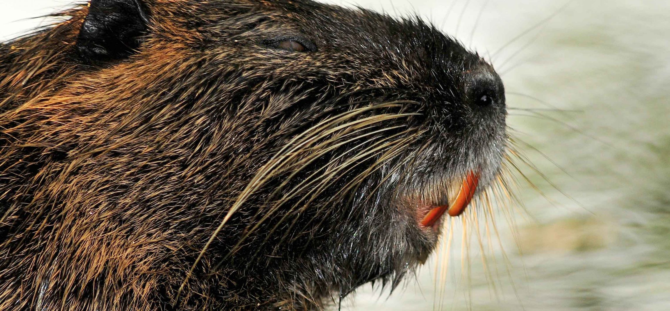 DIE NUTRIA - Naturschutz Ruhr