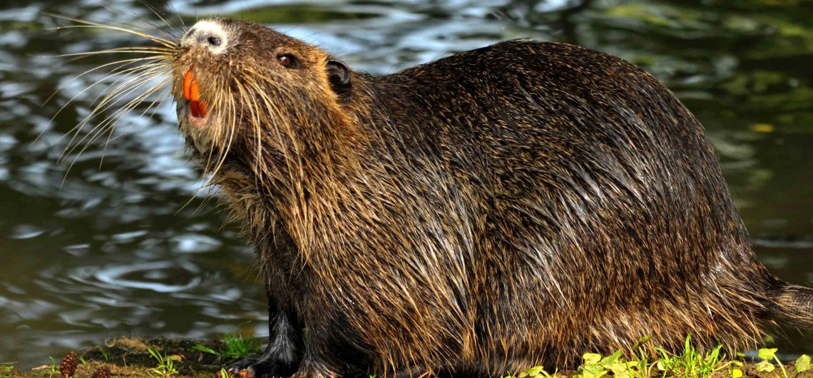 DIE NUTRIA - Naturschutz Ruhr