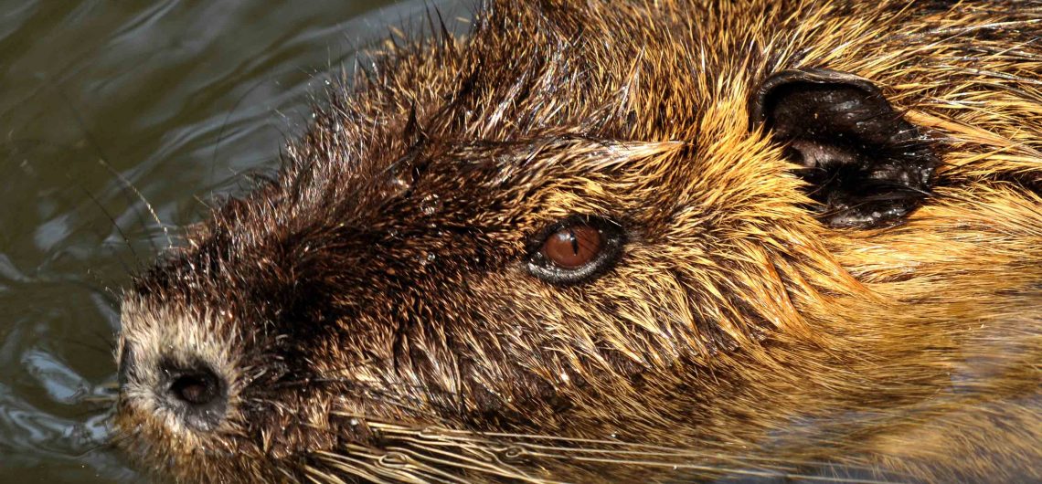 DIE NUTRIA - Naturschutz Ruhr