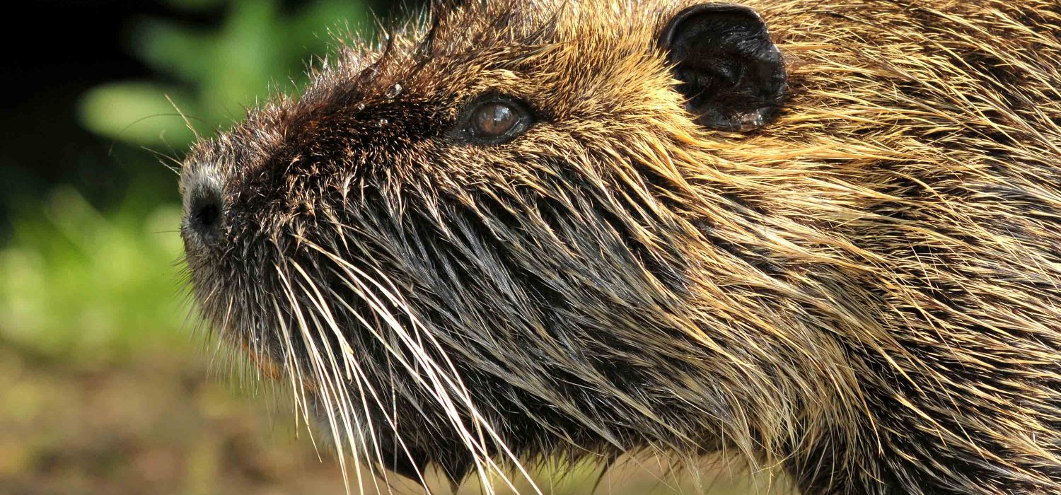 DIE NUTRIA - Naturschutz Ruhr