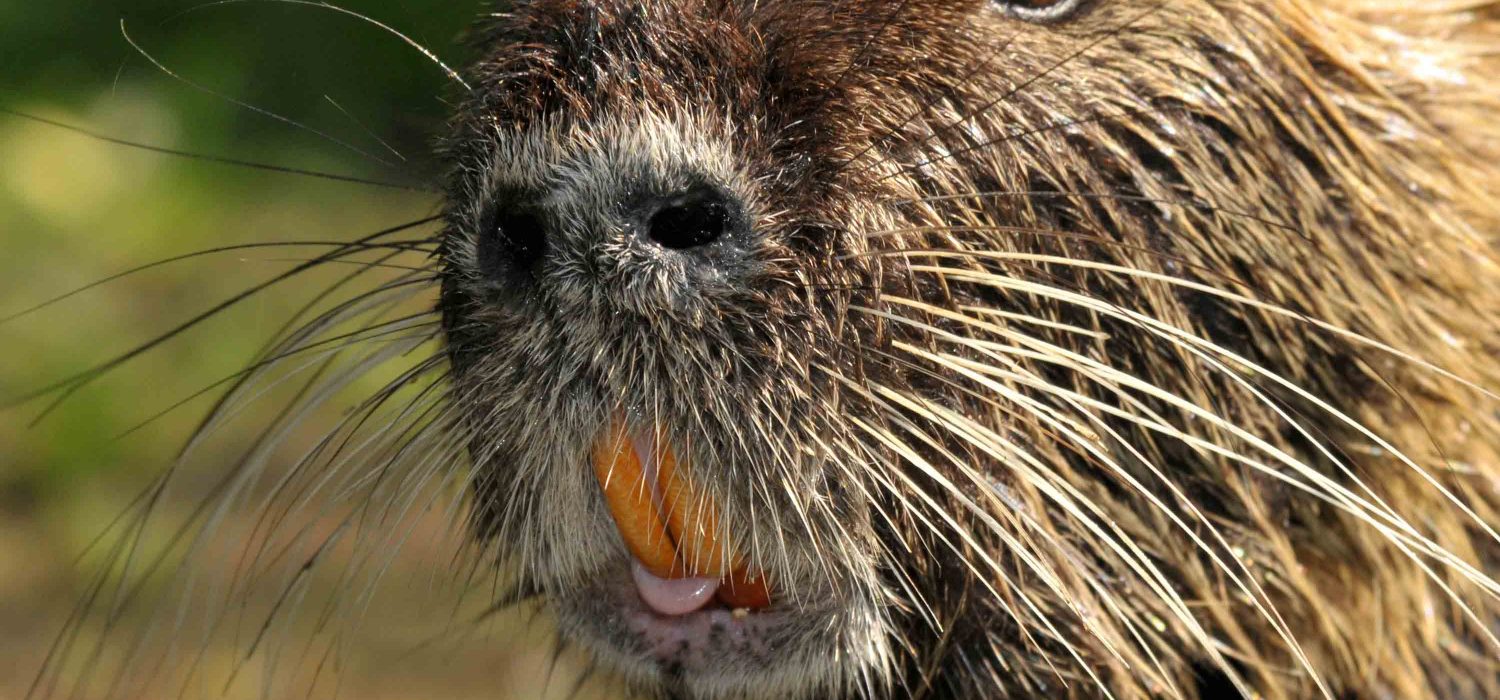 DIE NUTRIA - Naturschutz Ruhr