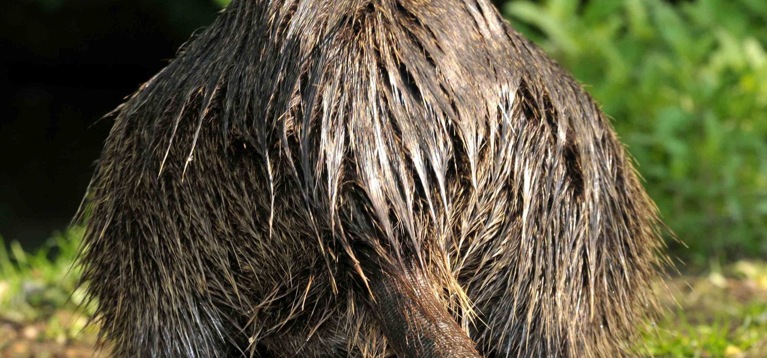 DIE NUTRIA - Naturschutz Ruhr