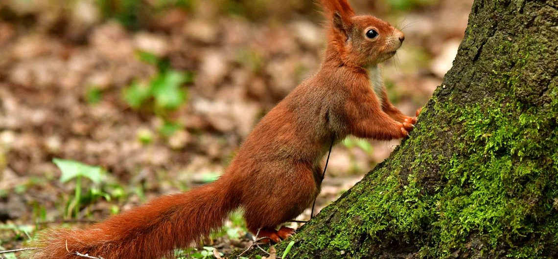 DAS EICHHÖRNCHEN - Naturschutz Ruhr