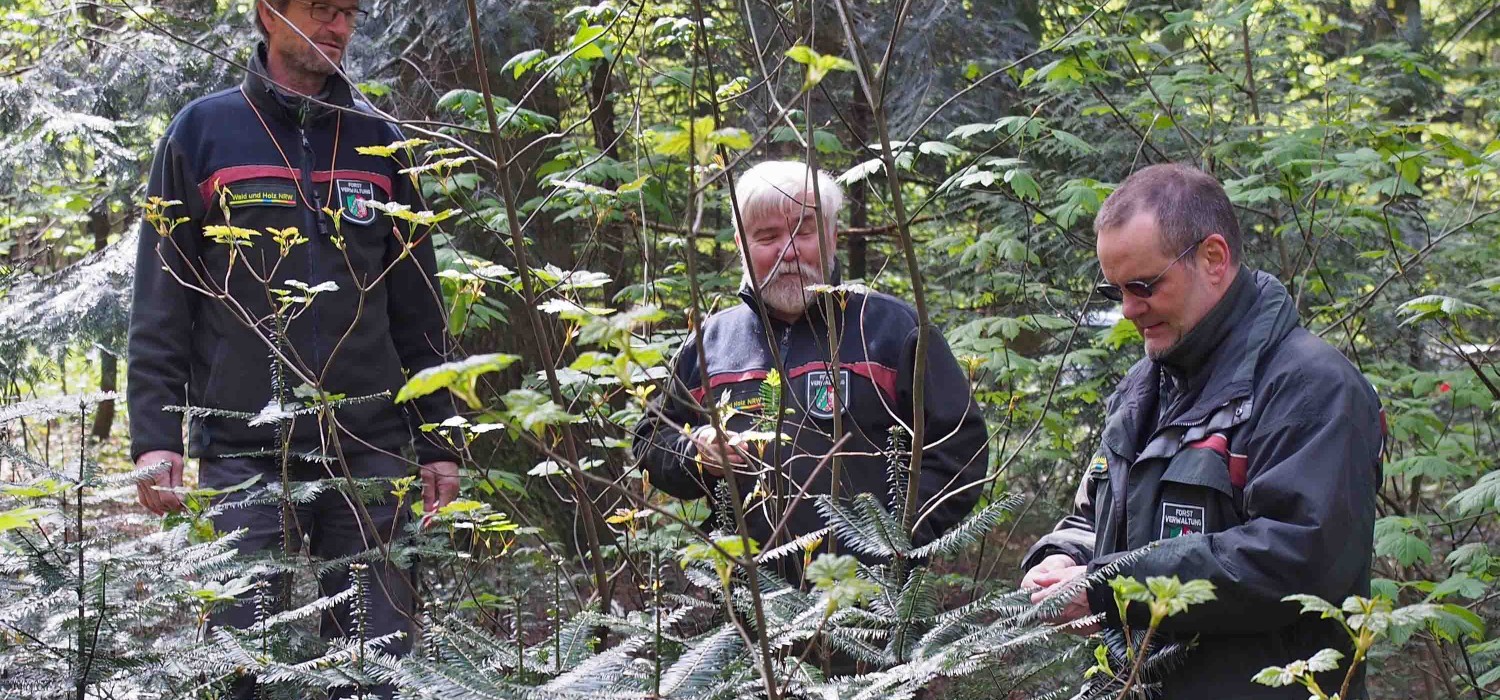 WALD UND HOLZ NRW: Tag des Baumes: Fichte und andere Baumarten im Klimawandel - Naturschutz Ruhr