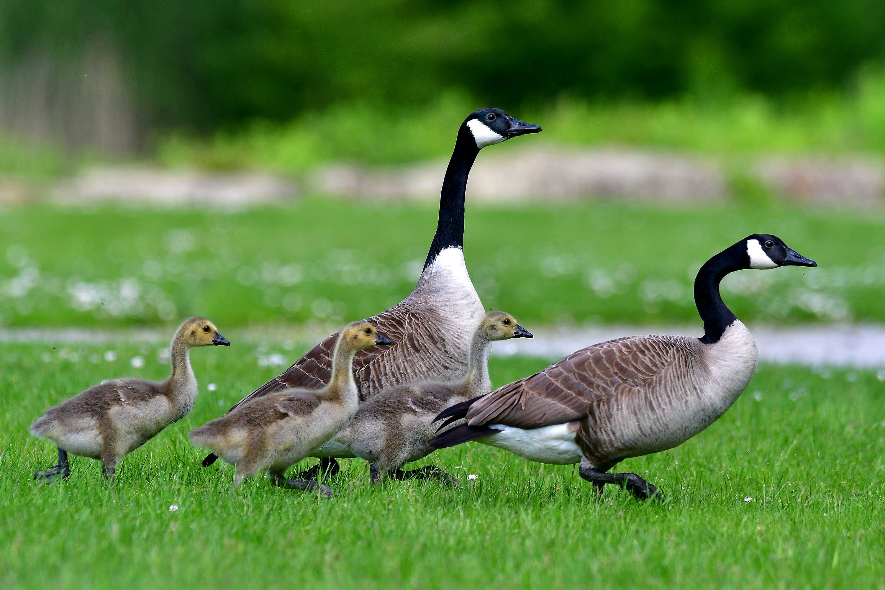 DIE KANADAGANS - [ NATURSCHUTZruhr ]