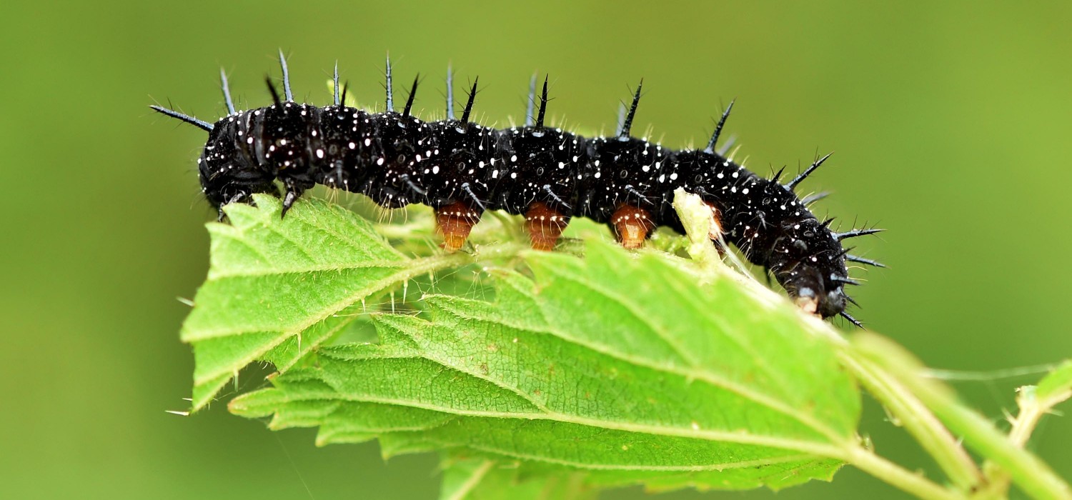 DAS TAGPFAUENAUGE - Naturschutz Ruhr