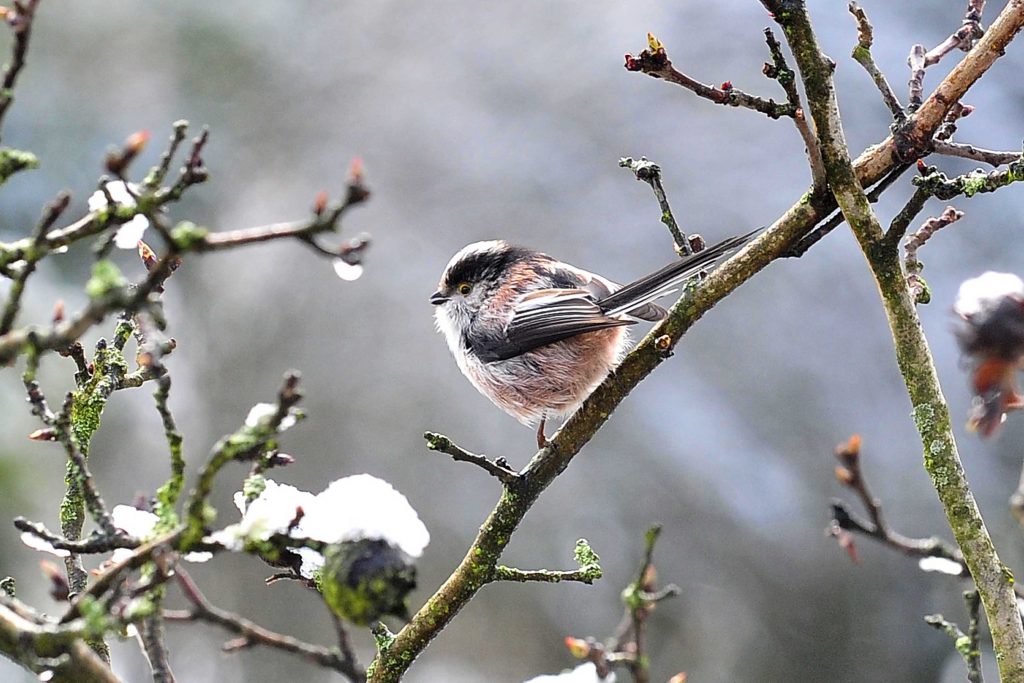 DIE SCHWANZMEISE - [ NATURSCHUTZruhr ]