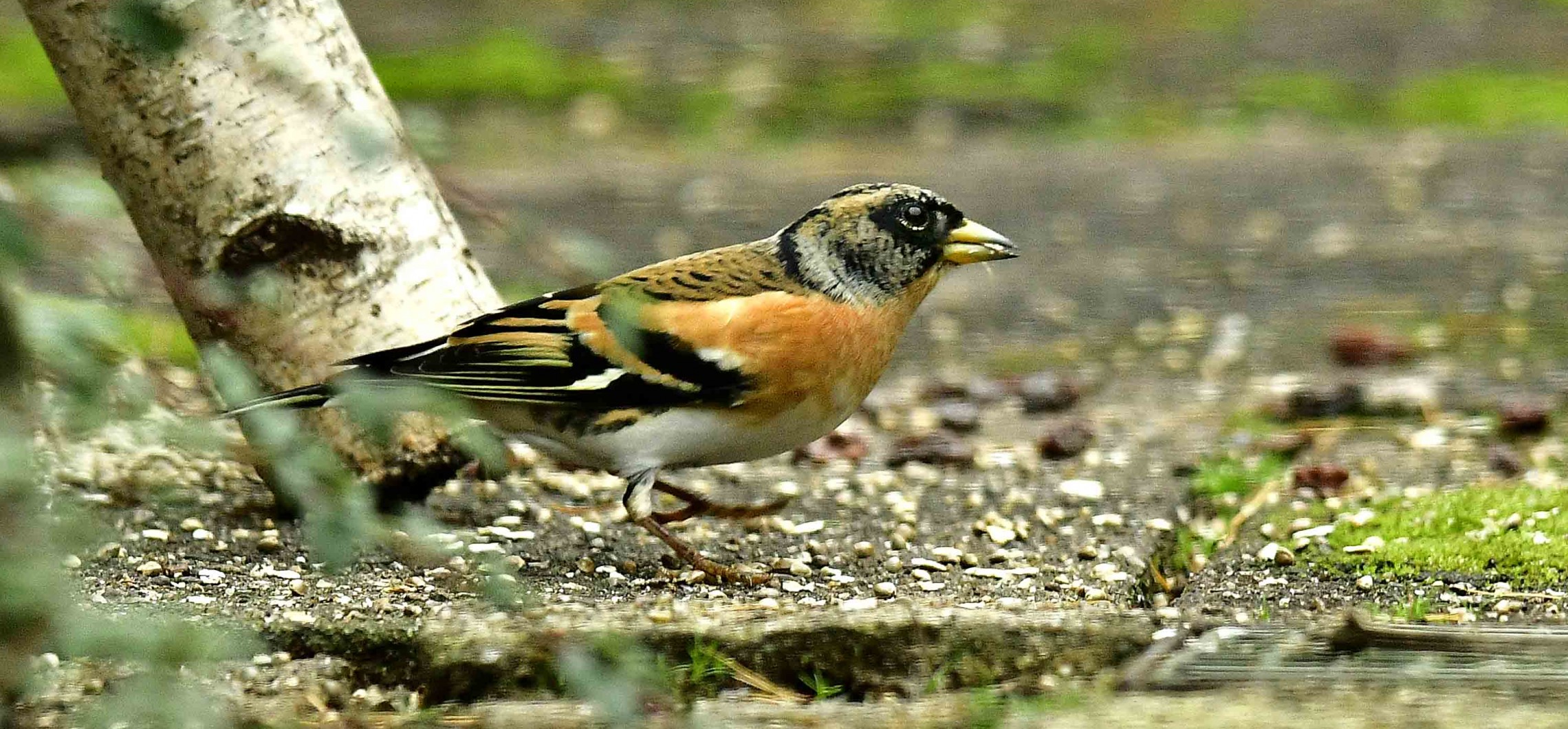 DER BERGFINK - Naturschutz Ruhr
