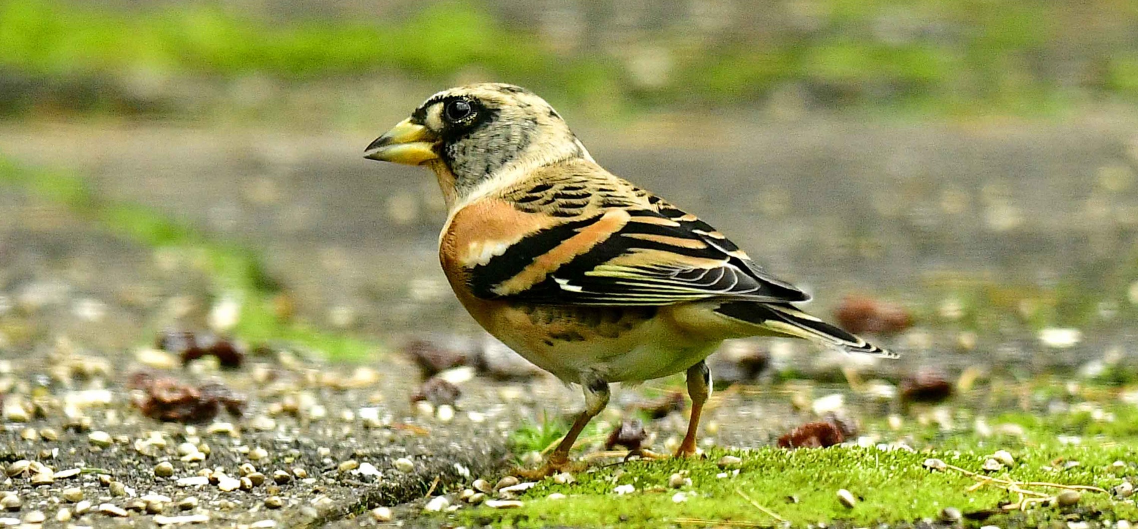 Familie der FINKEN - Naturschutz Ruhr