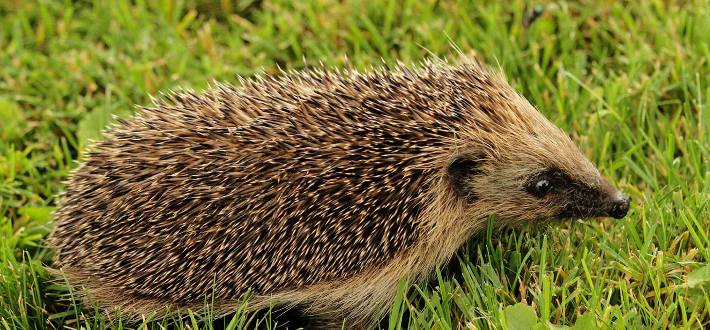 DER BRAUNBRUST-IGEL - Naturschutz Ruhr