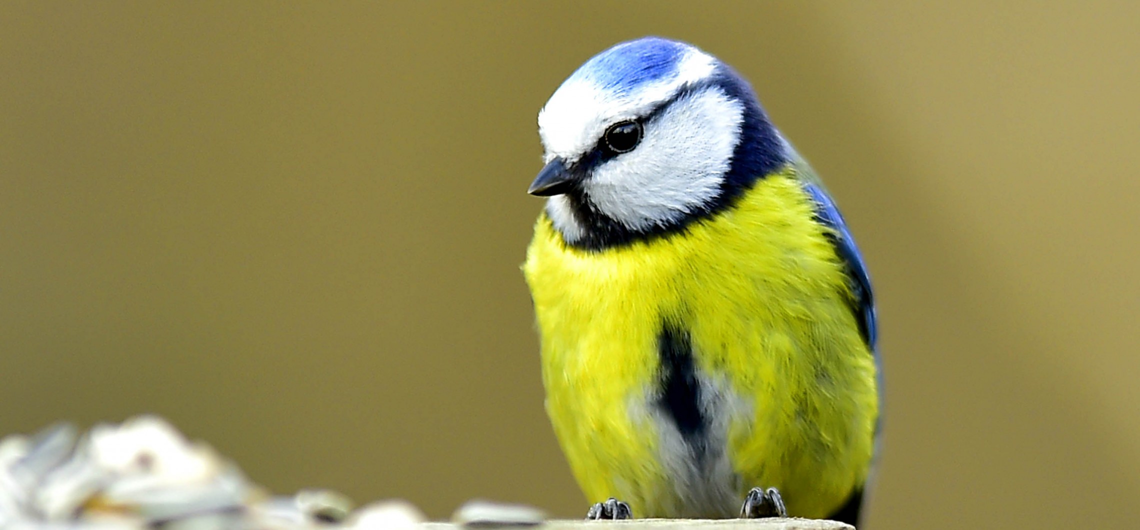DIE BLAUMEISE - Naturschutz Ruhr