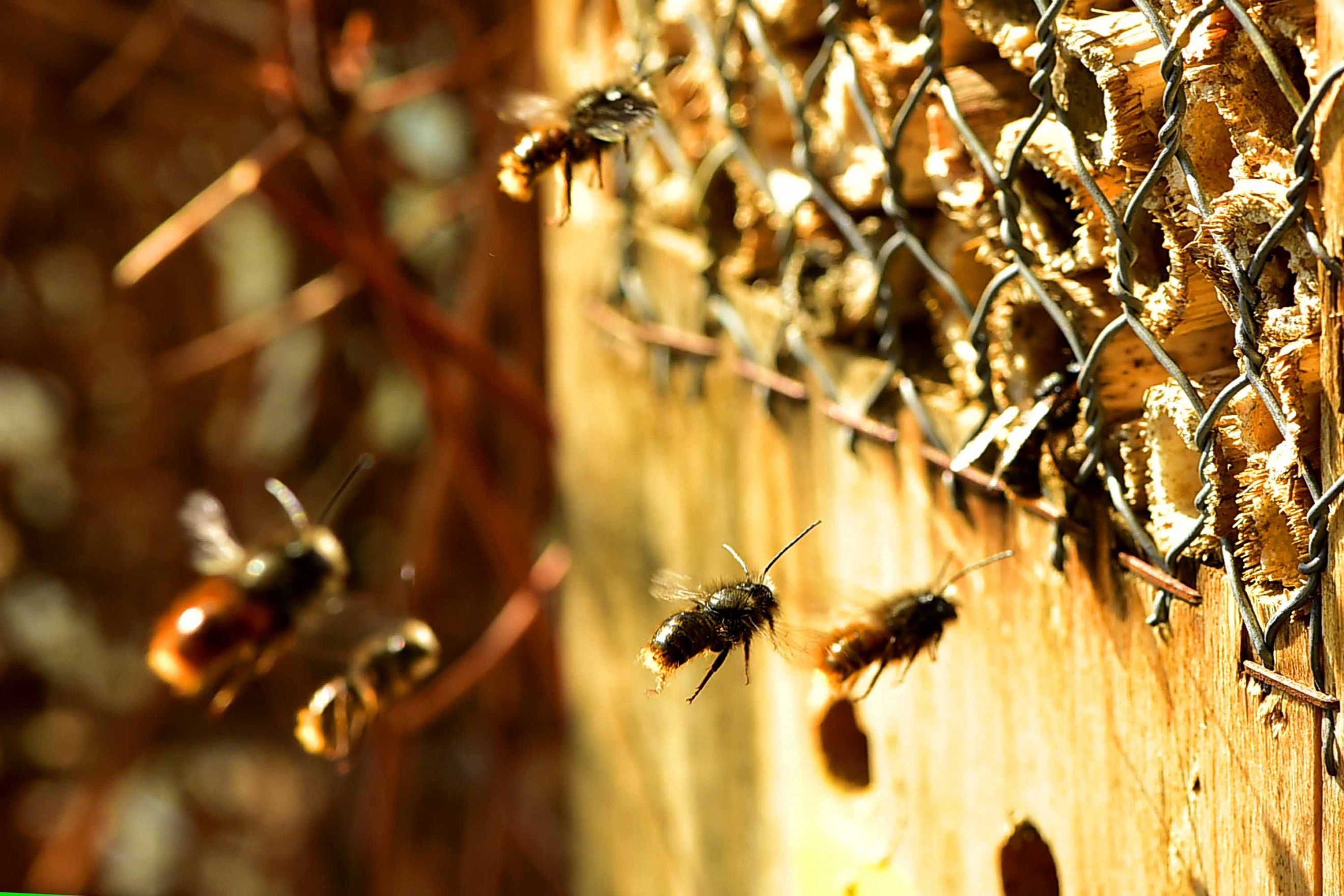 © MMB/Below | Gehörnte Mauerbienen | Naturschutz Ruhr