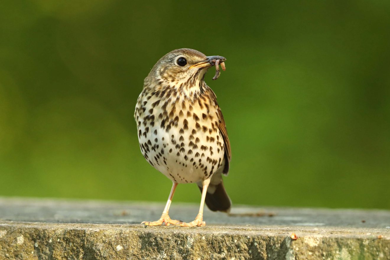 FAMILIE DER DROSSELN - [ NATURSCHUTZruhr ]