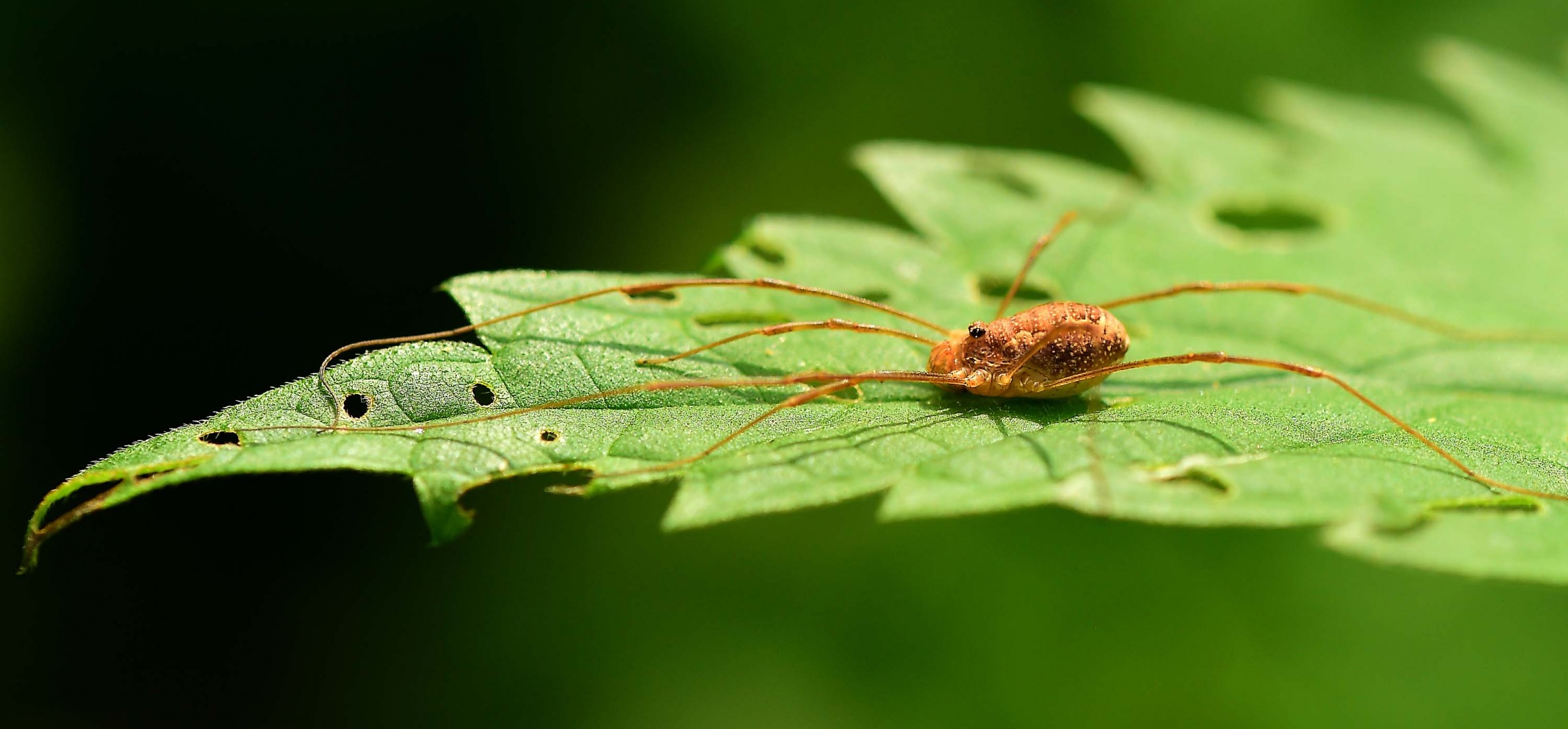 SYSTEMATIK der Spinnentiere - Naturschutz Ruhr