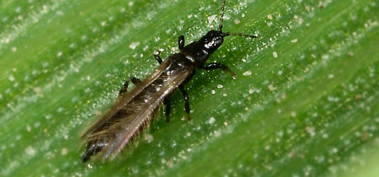 WETTER: Die Wahrheit über Gewittertierchen | Naturschutz Ruhr