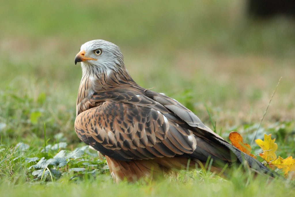 DER ROTMILAN - [ NATURSCHUTZruhr ]