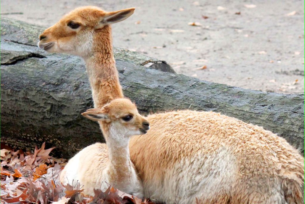 VIKUNJA-NACHWUCHS BEKOMMT EINEN NAMEN (Zoo Duisburg) - [ NATURSCHUTZruhr ]