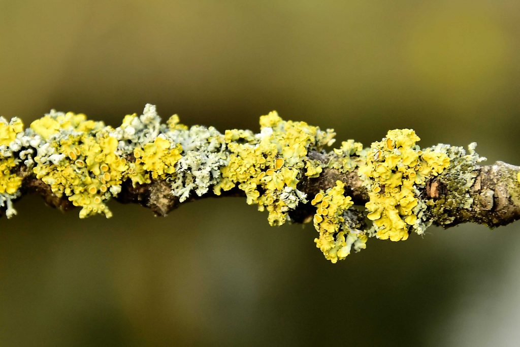 DIE GEWÖHNLICHE GELBFLECHTE - [ NATURSCHUTZruhr ]