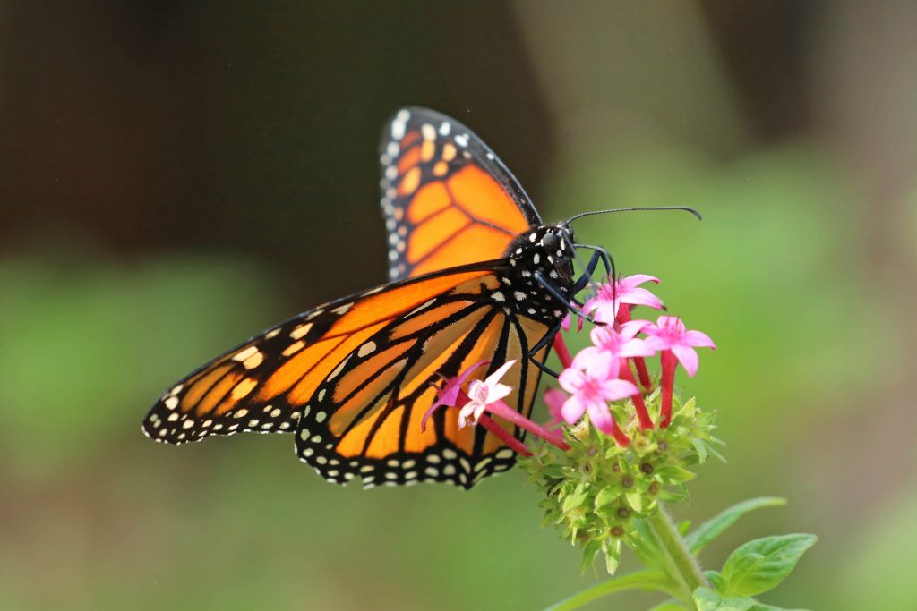 DER MONARCHFALTER - [ NATURSCHUTZruhr ]