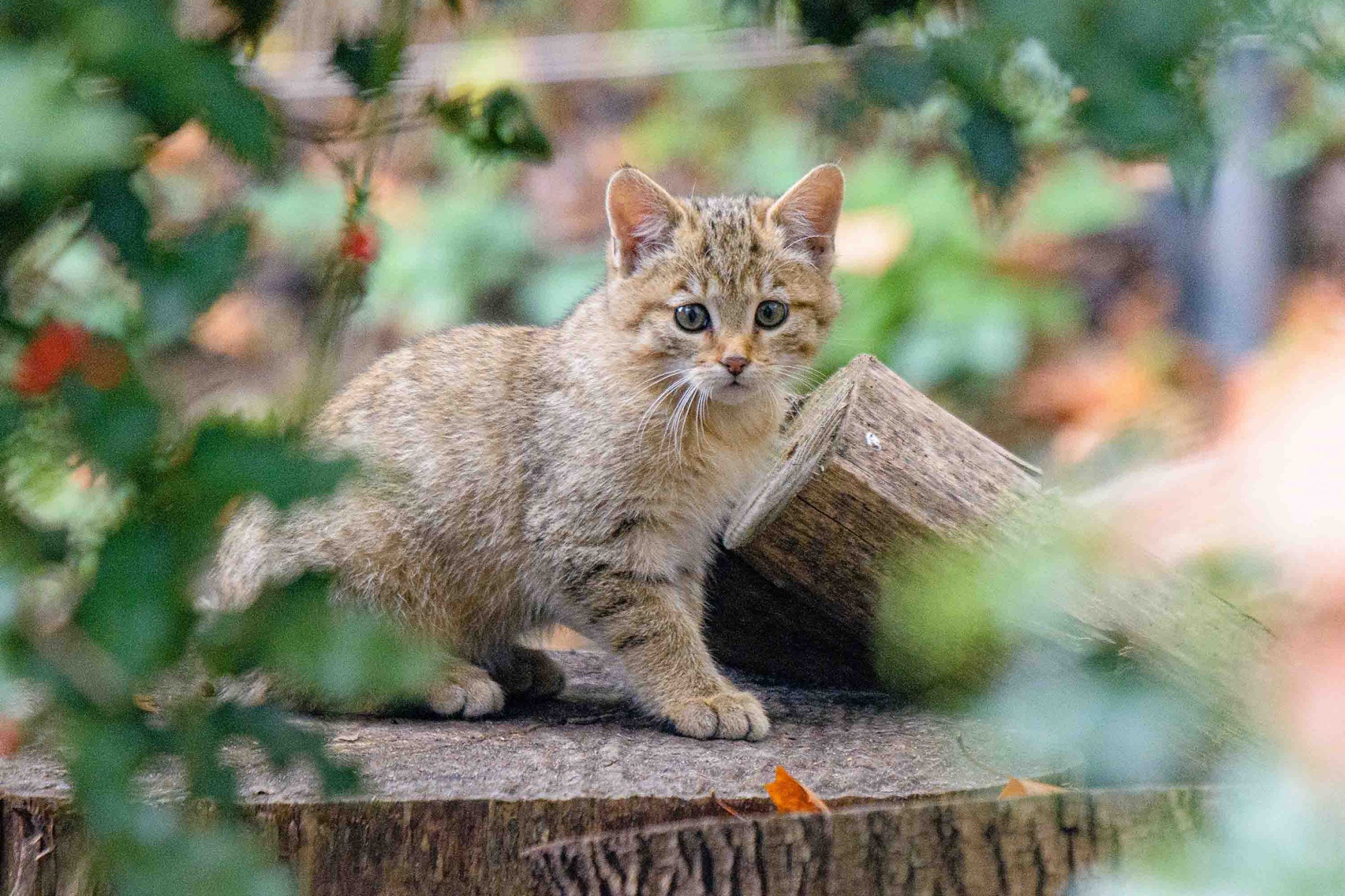 ZOO DUISBURG: Putziger Nachwuchs auf Samtpfoten - [ NATURSCHUTZruhr ]