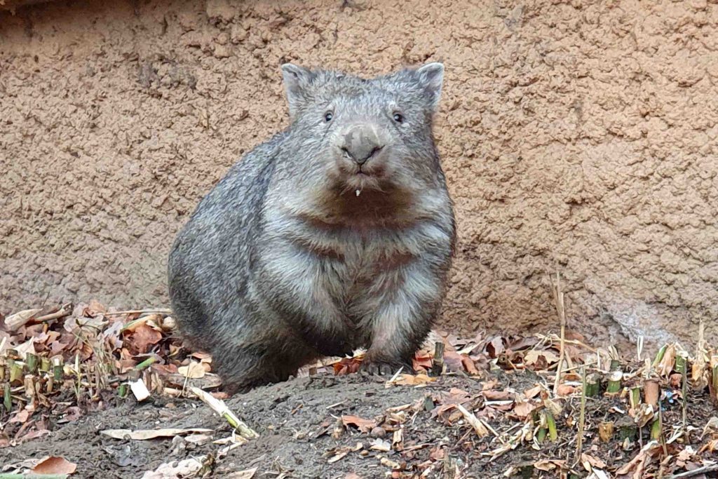ZOO DUISBURG: Bringt neues Wombatweibchen HOPE Schwung in APARIs ...