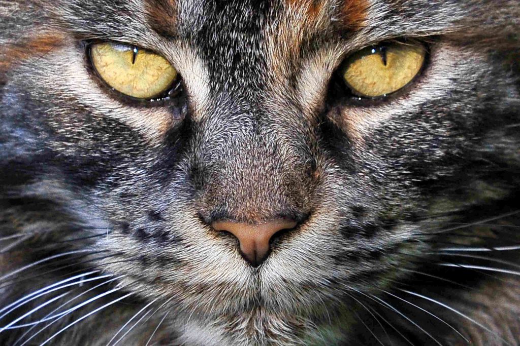 INTERNATIONALER TAG DER KATZE - [ NATURSCHUTZruhr ]