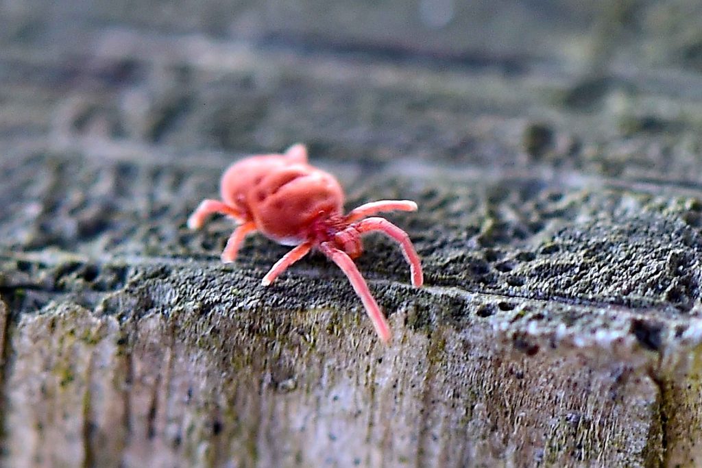 DIE ROTE SAMTMILBE - [ NATURSCHUTZruhr ]