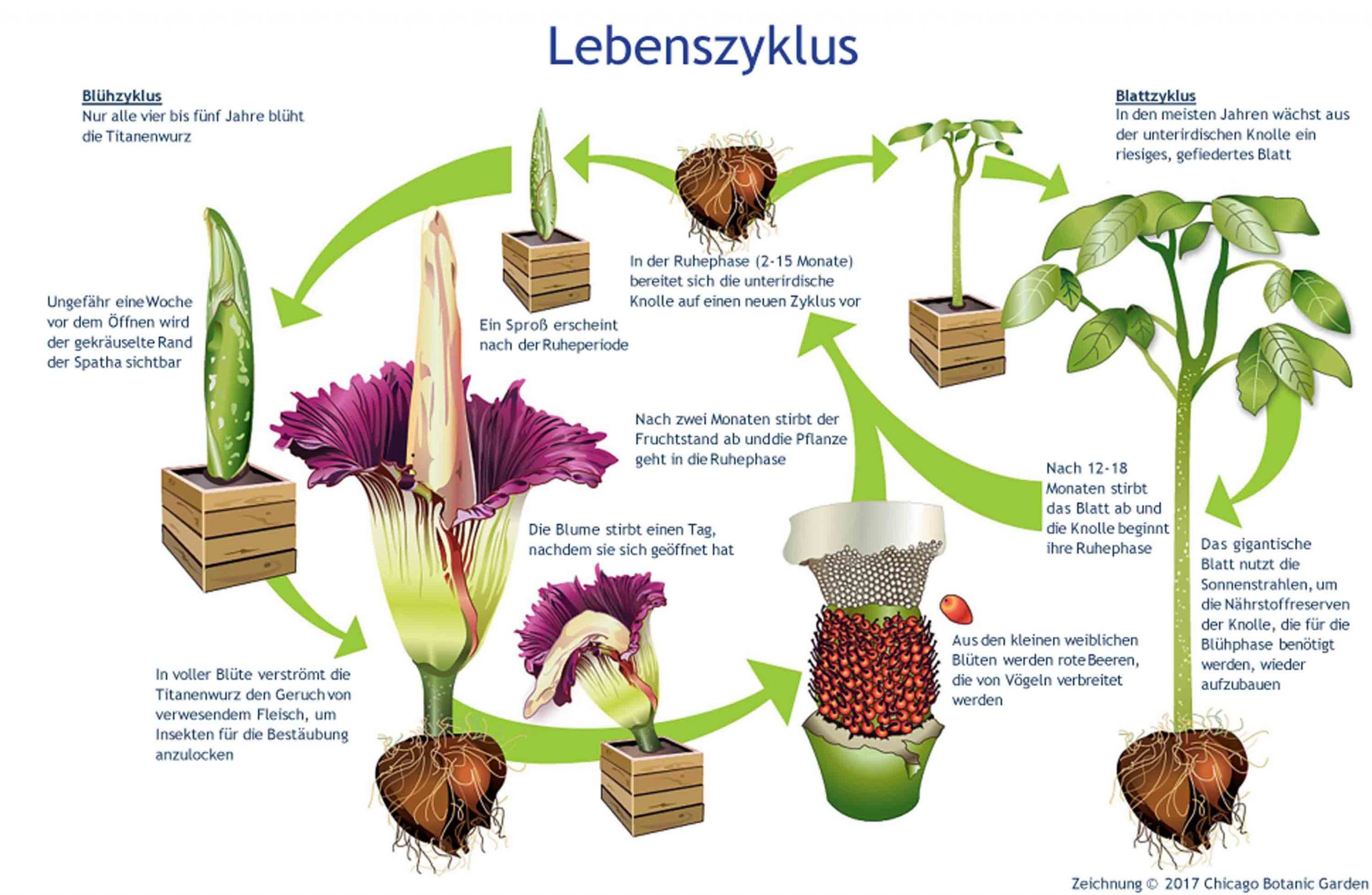 © 2017 Chicago Botanic Garden | Der Lebenszyklus der Titanwurz ...