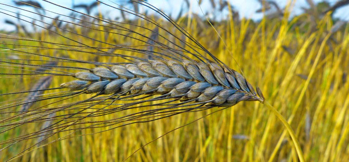 ART DES MONATS: Emmer - Ein fast vergessenes Getreide - Naturschutz Ruhr
