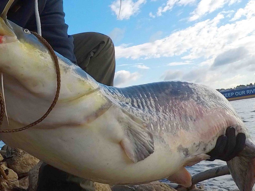 MANN ANGELT GEQUÄLTEN WELS AUS RHEIN - [ NATURSCHUTZruhr ]