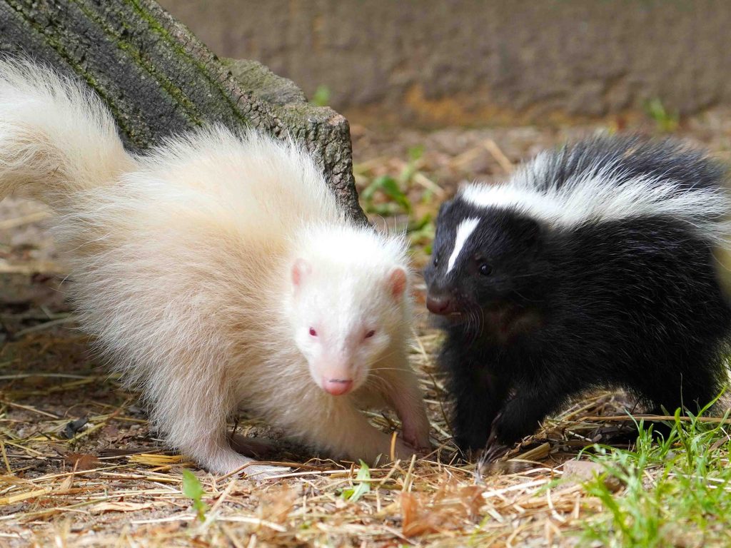 Stinktiernachwuchs im Tiergarten Kleve (8_ - [ NATURSCHUTZruhr ]