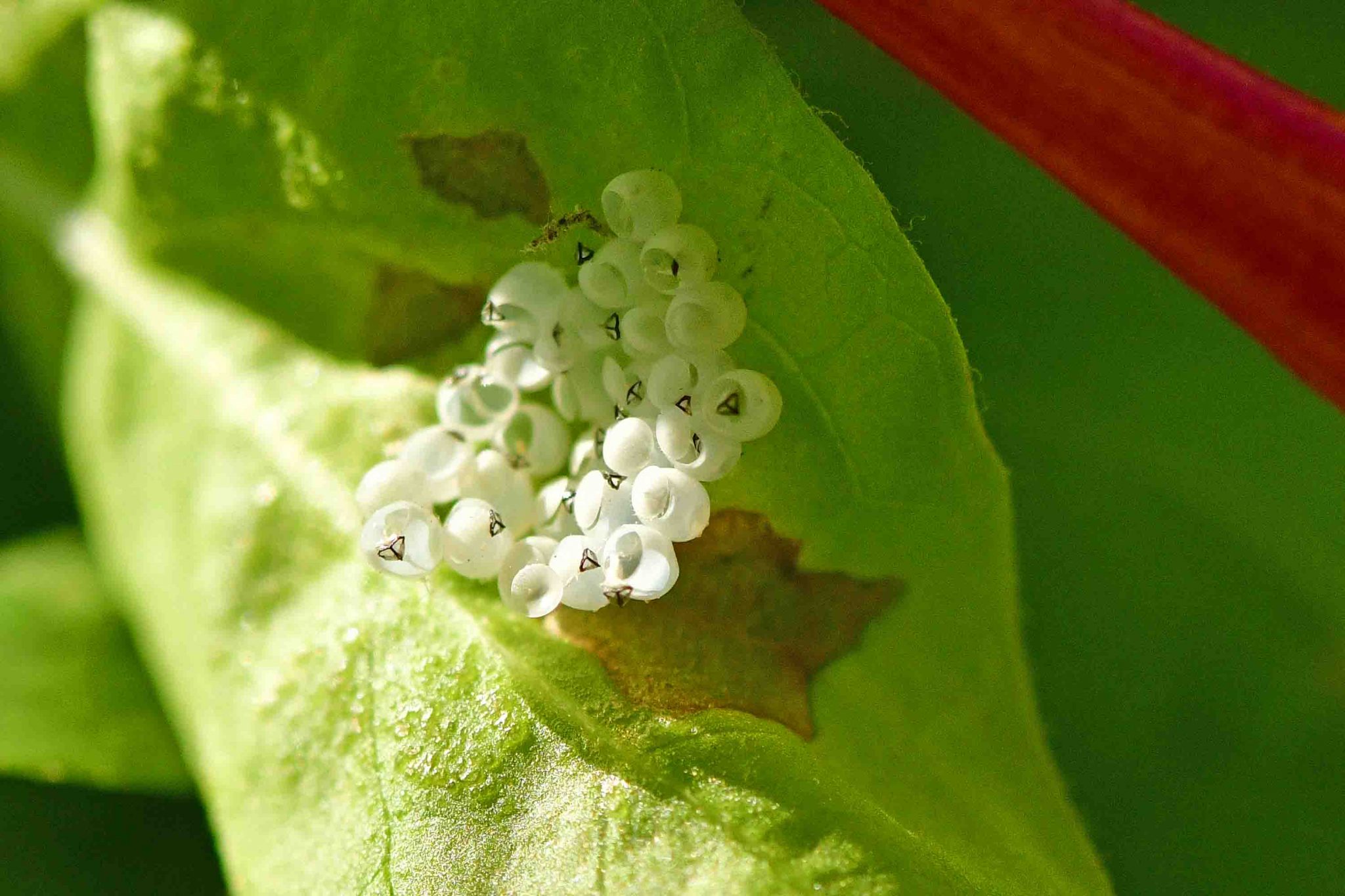 DIE MARMORIERTE BAUMWANZE - [ NATURSCHUTZruhr ]