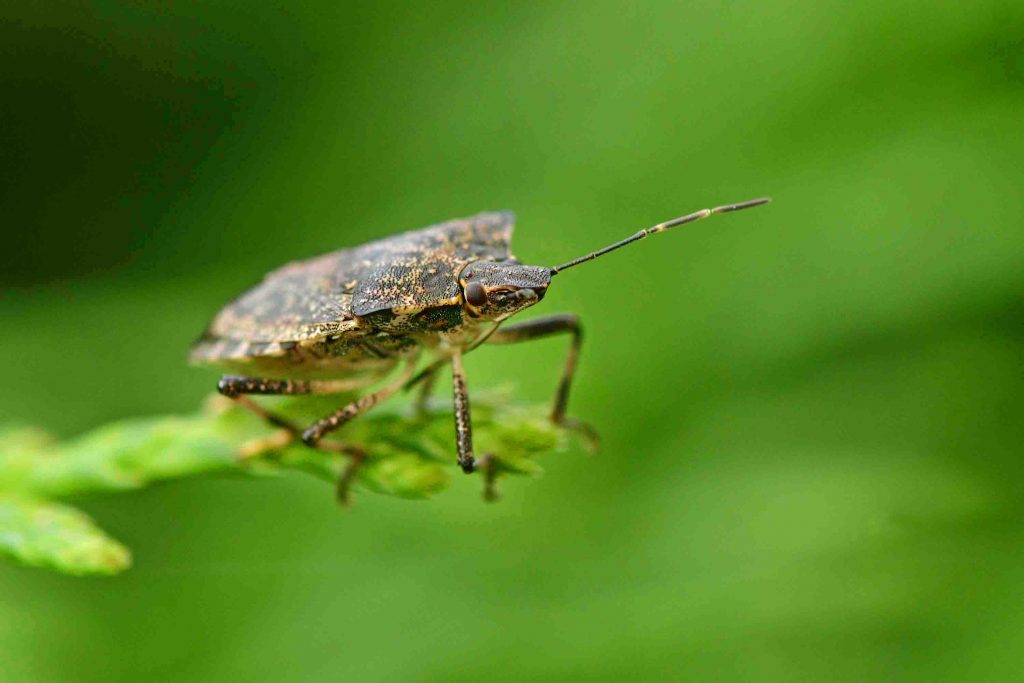 © MMB/Below | Marmorierte Baumwanze - [ NATURSCHUTZruhr ]