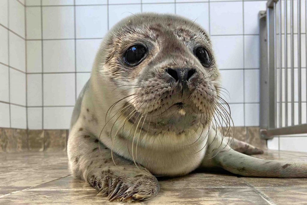 WATTENMEER: ERSTE HEULER IN DER AUFFANGSTATION - [ NATURSCHUTZruhr ]